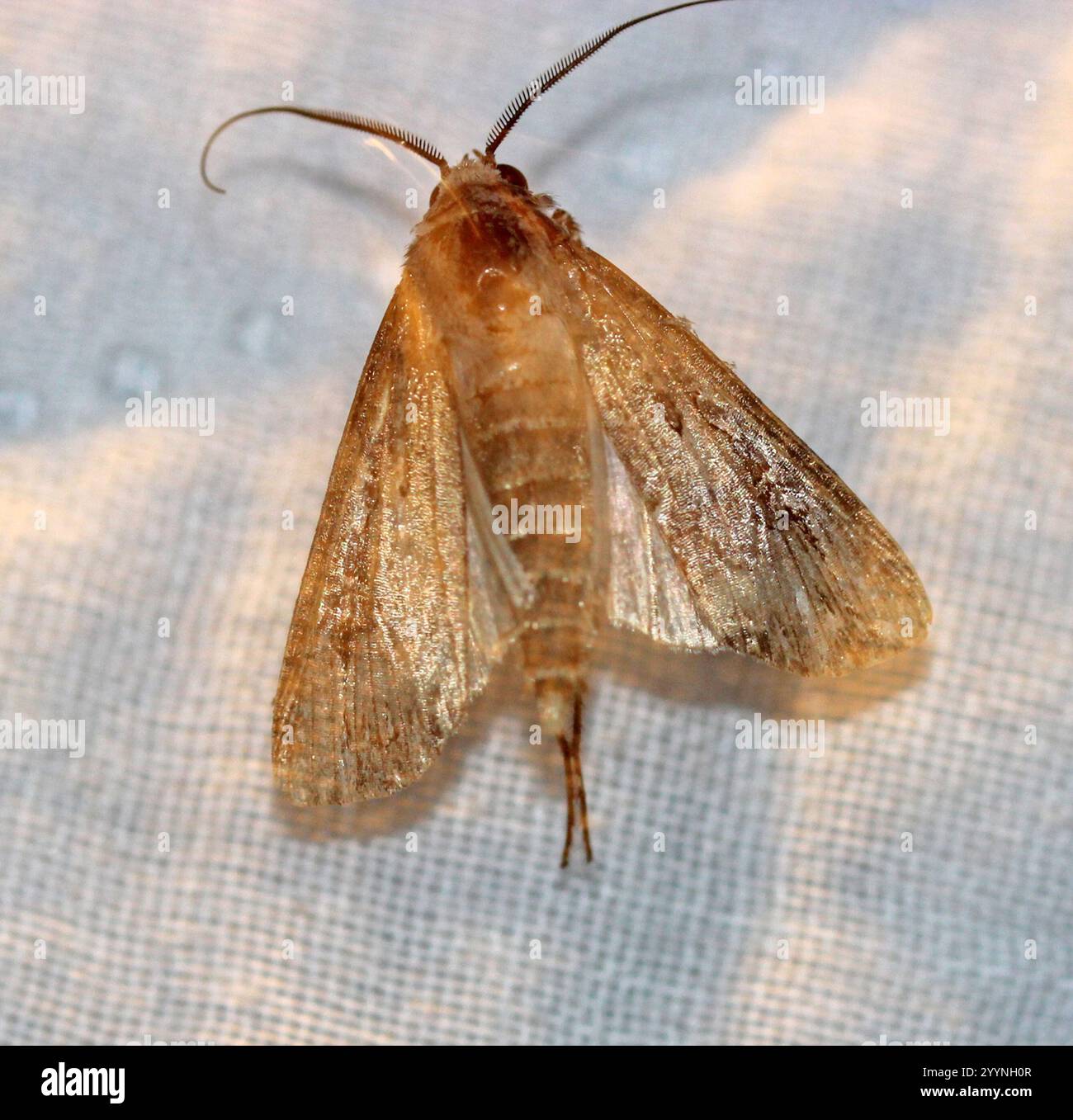 Owlet Moths and Allies (Noctuoidea Stock Photo - Alamy