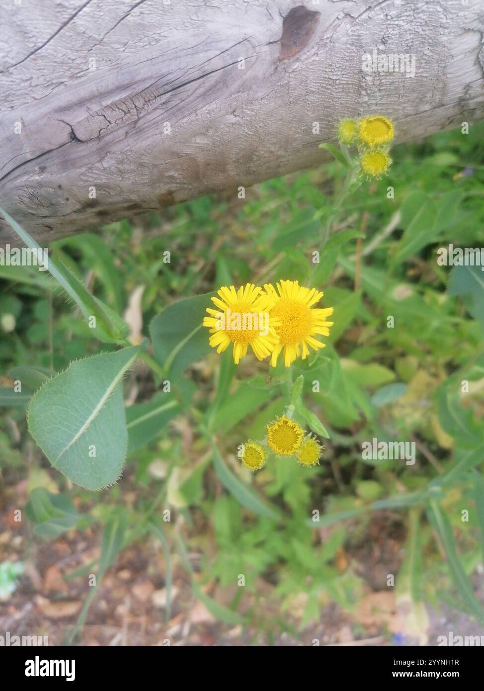 Common Fleabane (Pulicaria dysenterica Stock Photo - Alamy
