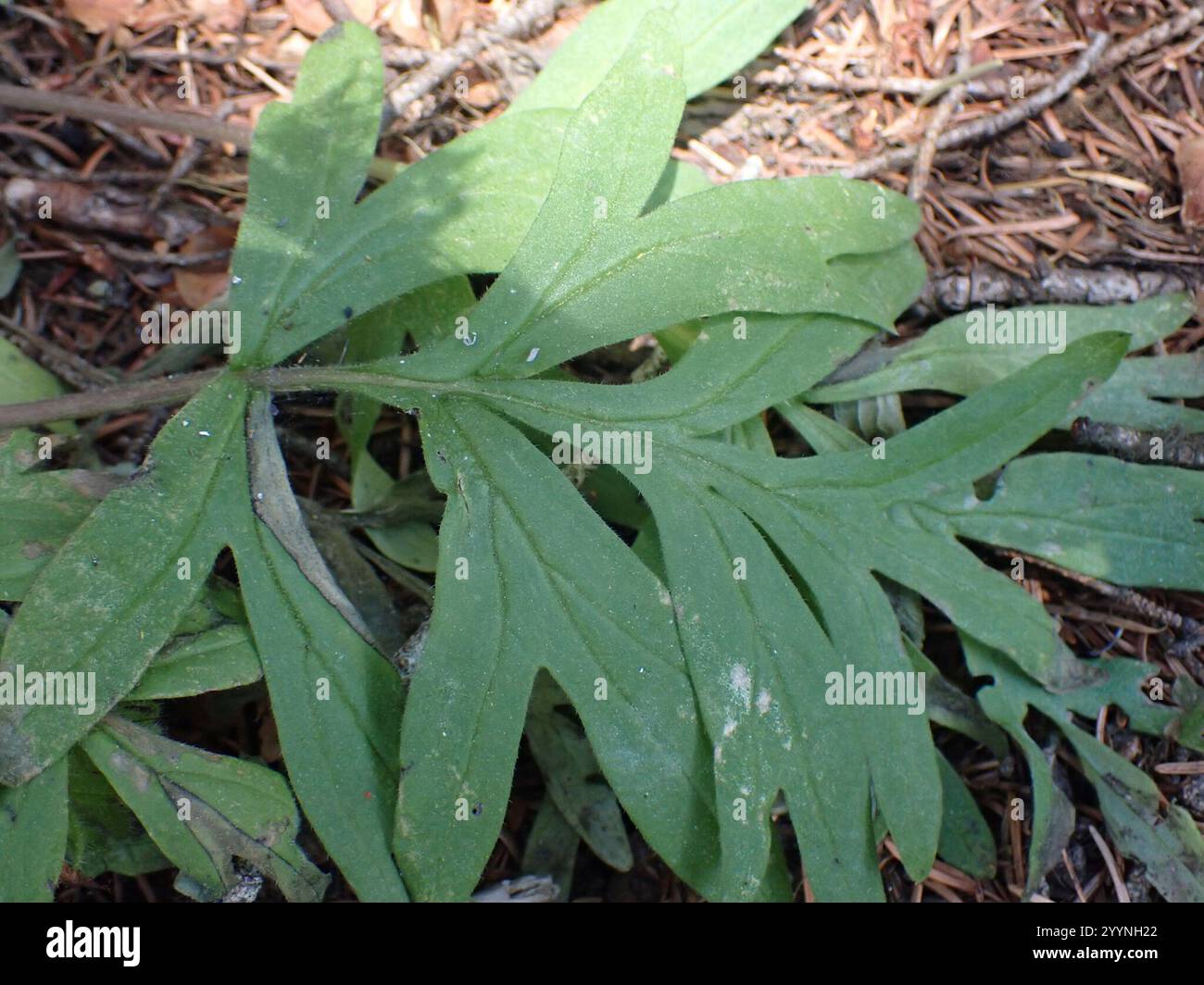 ballhead waterleaf (Hydrophyllum capitatum Stock Photo - Alamy