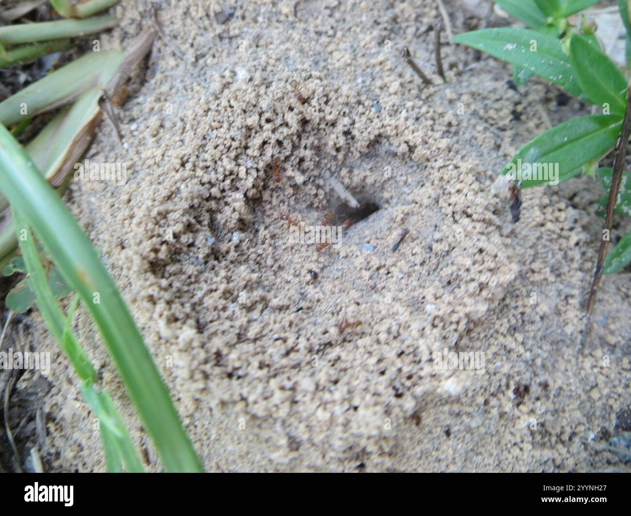 Buren's Pyramid Ant (Dorymyrmex bureni Stock Photo - Alamy