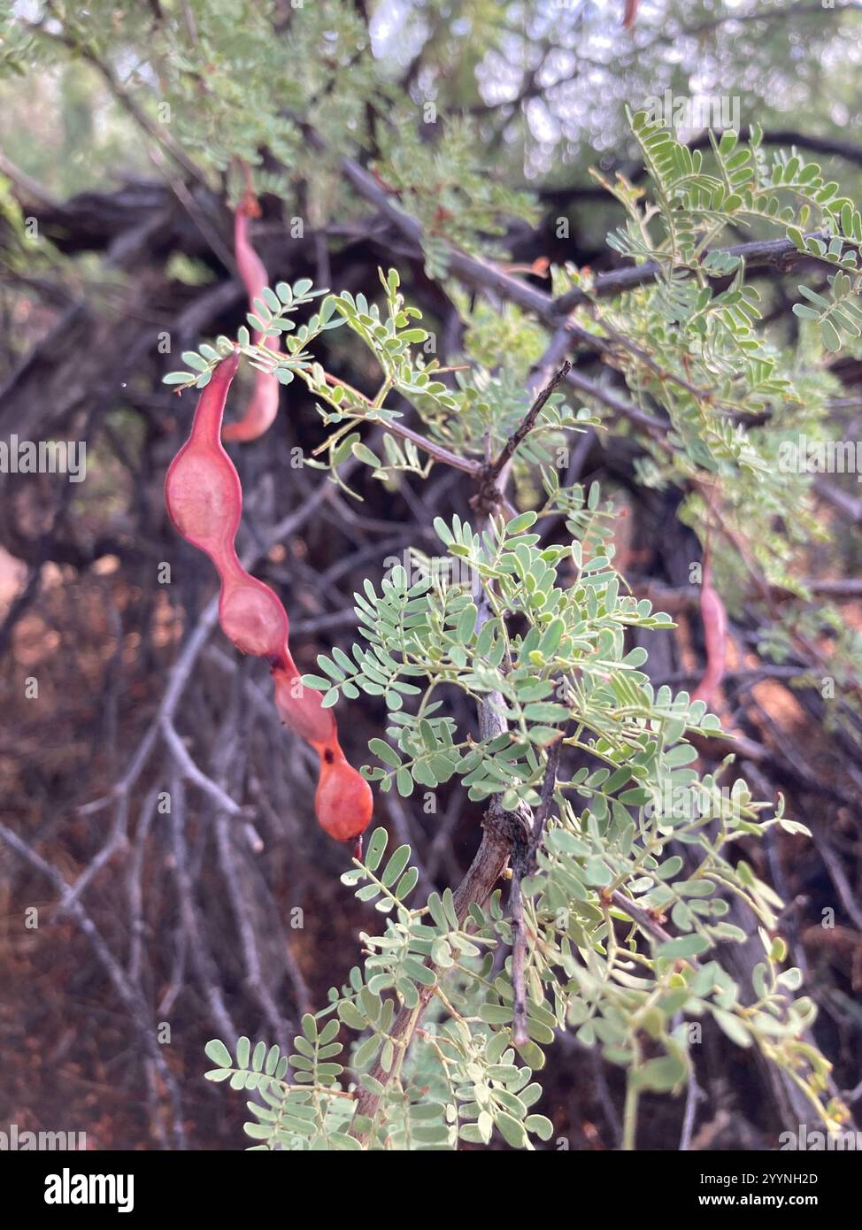 Acacias, Mimosas, mesquites, and allies (Mimosoideae Stock Photo - Alamy