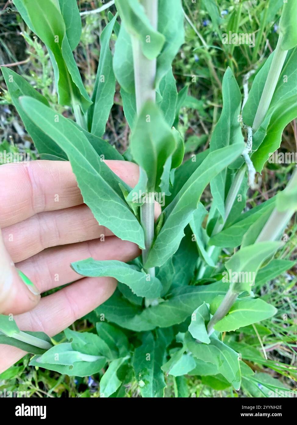 Tower Mustard (Turritis glabra Stock Photo - Alamy