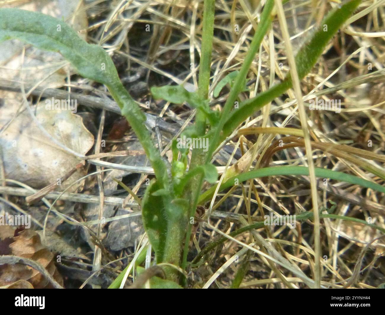 Smooth hawksbeard (Crepis capillaris Stock Photo - Alamy