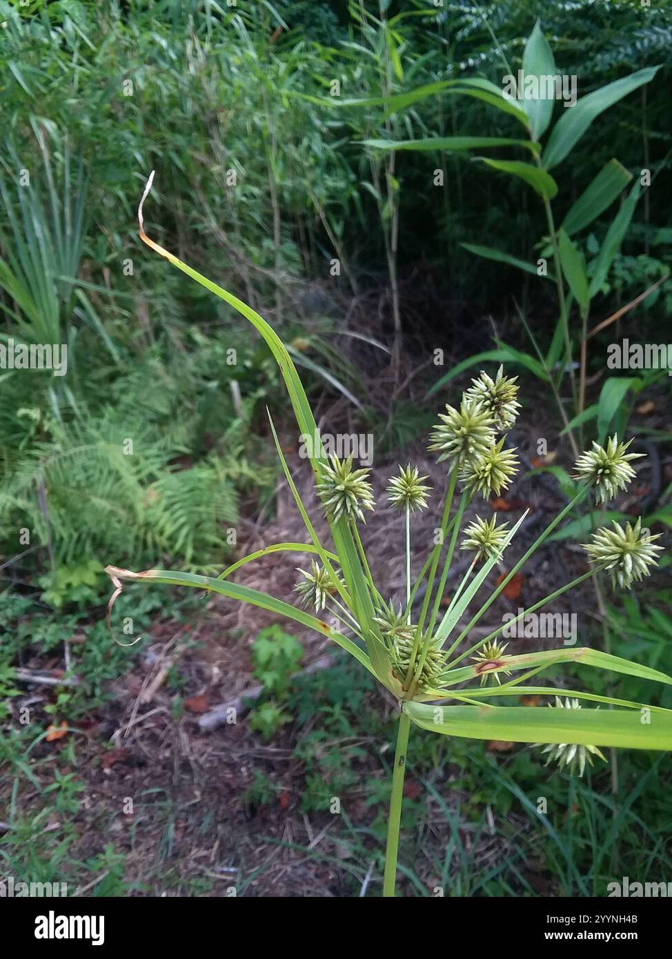 Baldwin's Flatsedge (Cyperus croceus Stock Photo - Alamy