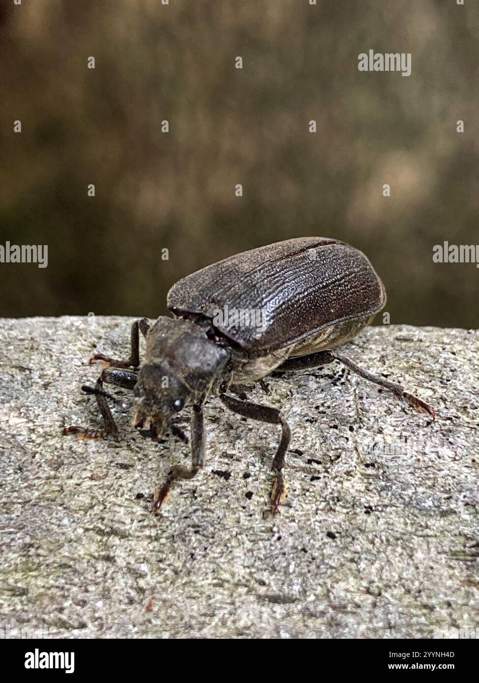 Cedar Beetle (Sandalus niger Stock Photo - Alamy
