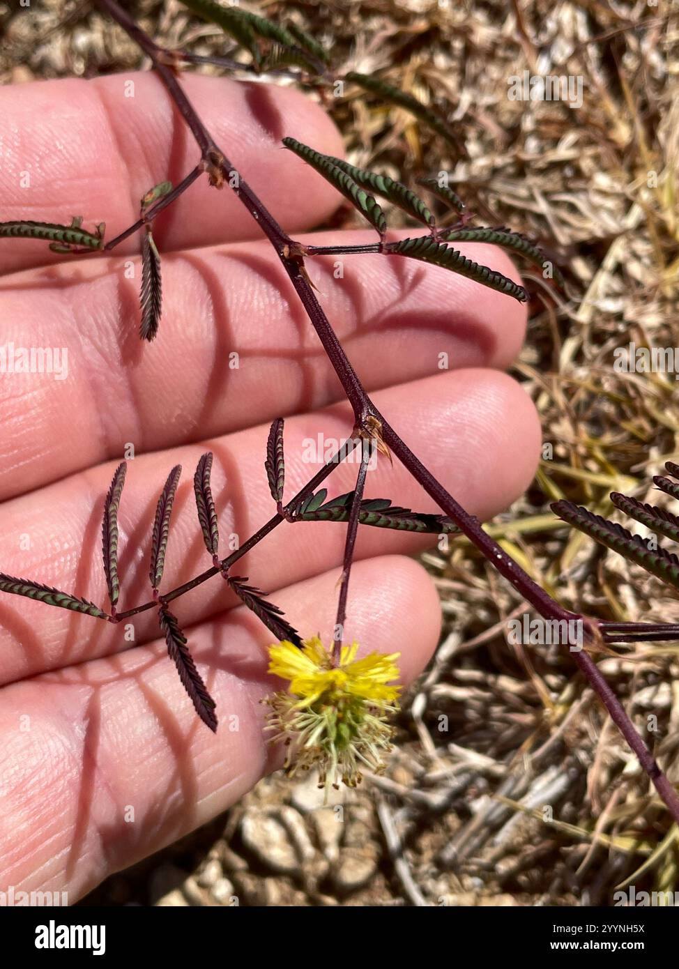 Tropical puff (Neptunia pubescens Stock Photo - Alamy