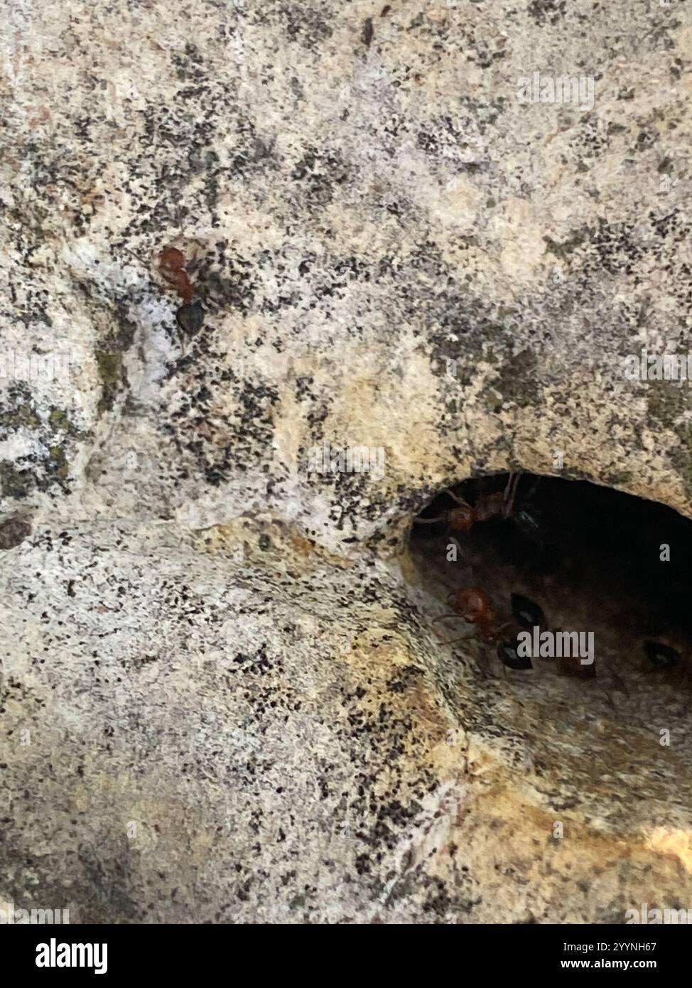 Shiny Acrobat Ant (Crematogaster laeviuscula Stock Photo - Alamy