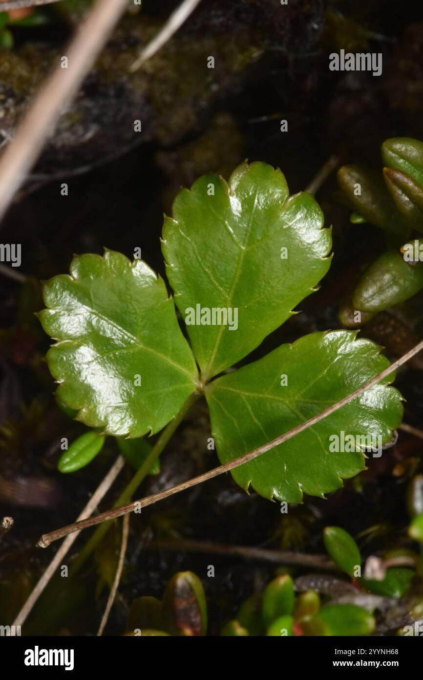 threeleaf goldthread (Coptis trifolia Stock Photo - Alamy