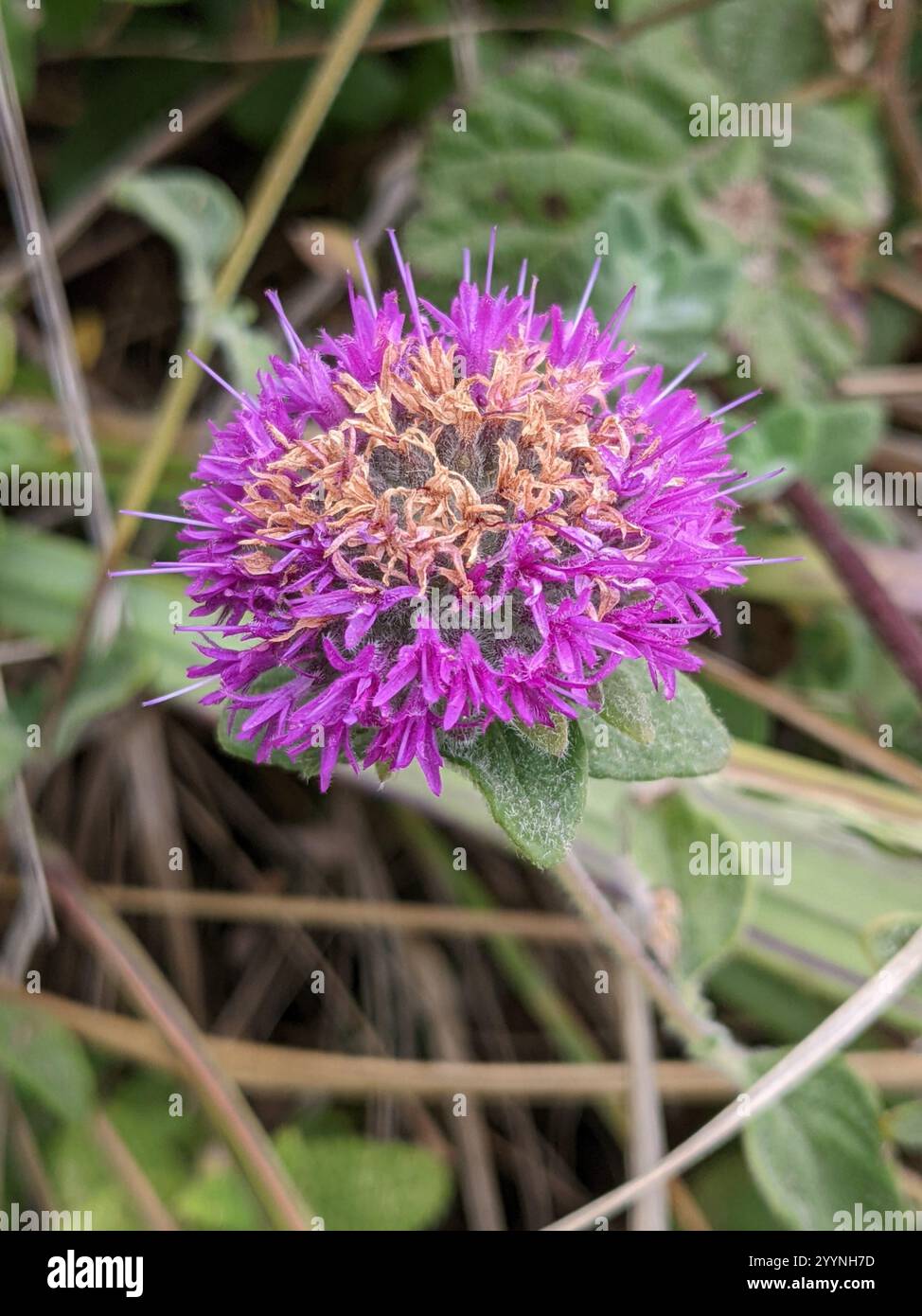 Coyote Mint (Monardella villosa Stock Photo - Alamy