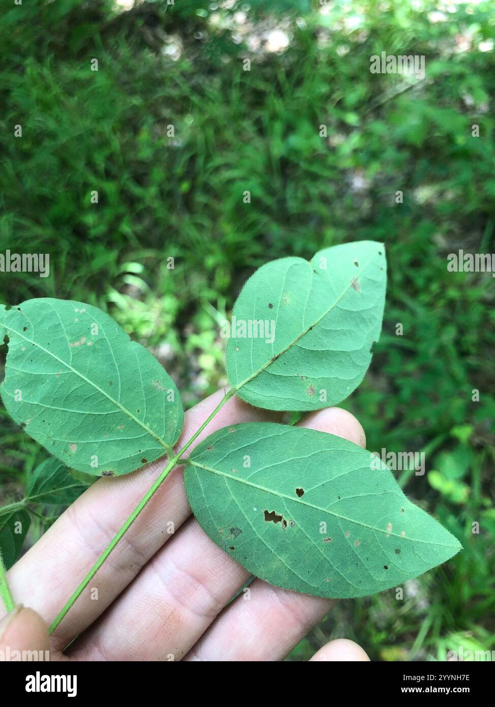 perplexed tick-trefoil (Desmodium perplexum Stock Photo - Alamy