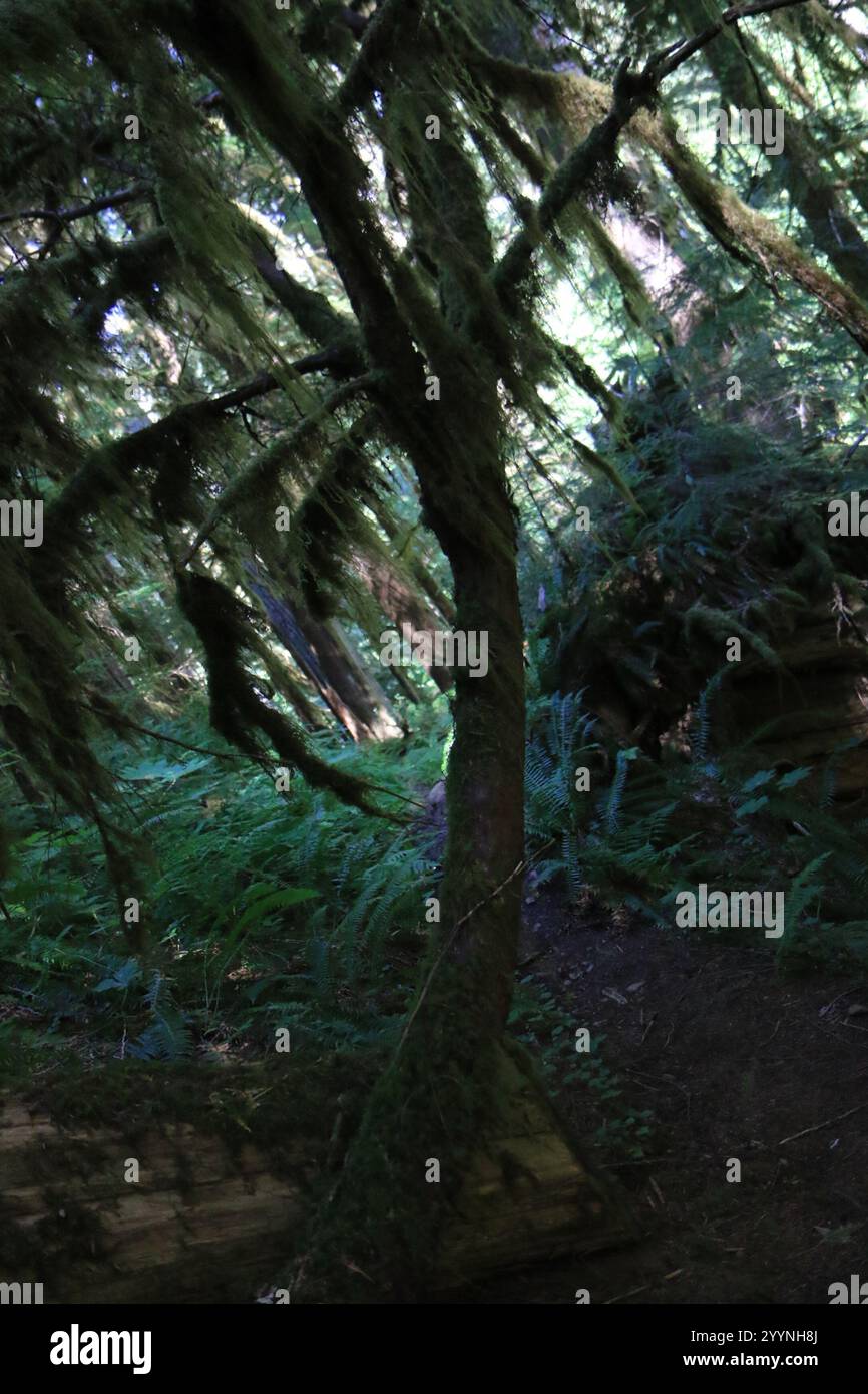 Pacific yew (Taxus brevifolia Stock Photo - Alamy