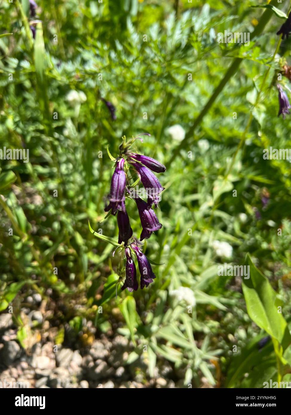 Whipple's penstemon (Penstemon whippleanus Stock Photo - Alamy