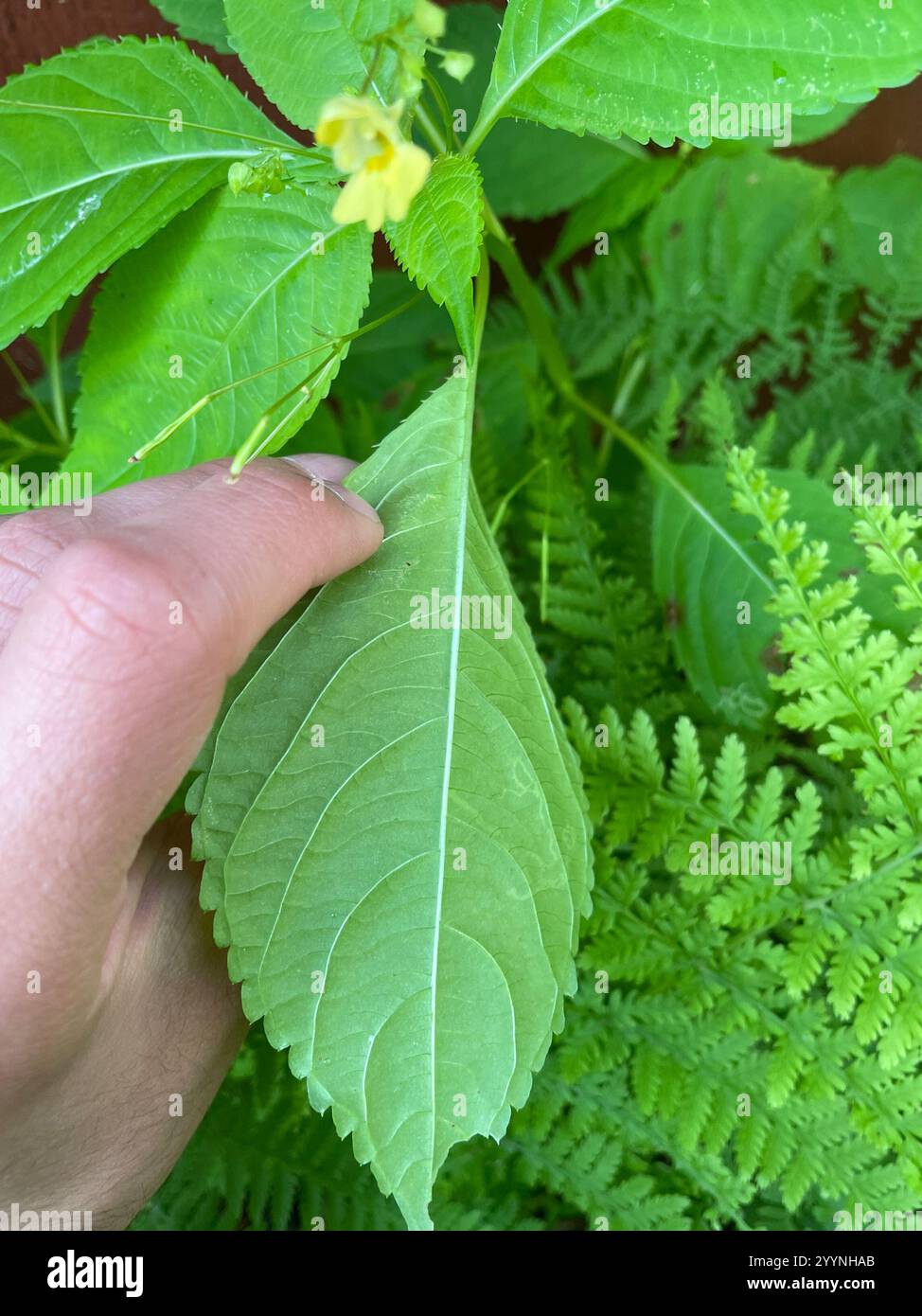 small balsam (Impatiens parviflora Stock Photo - Alamy