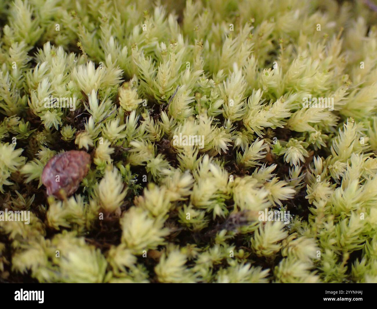 ribbed bog moss (Aulacomnium palustre Stock Photo - Alamy