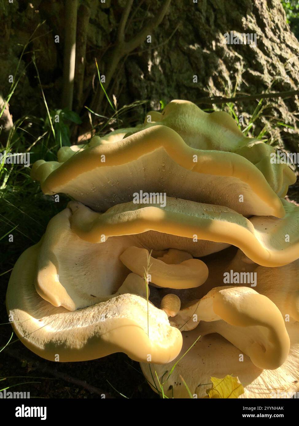 Berkeley's Polypore (Bondarzewia berkeleyi Stock Photo - Alamy