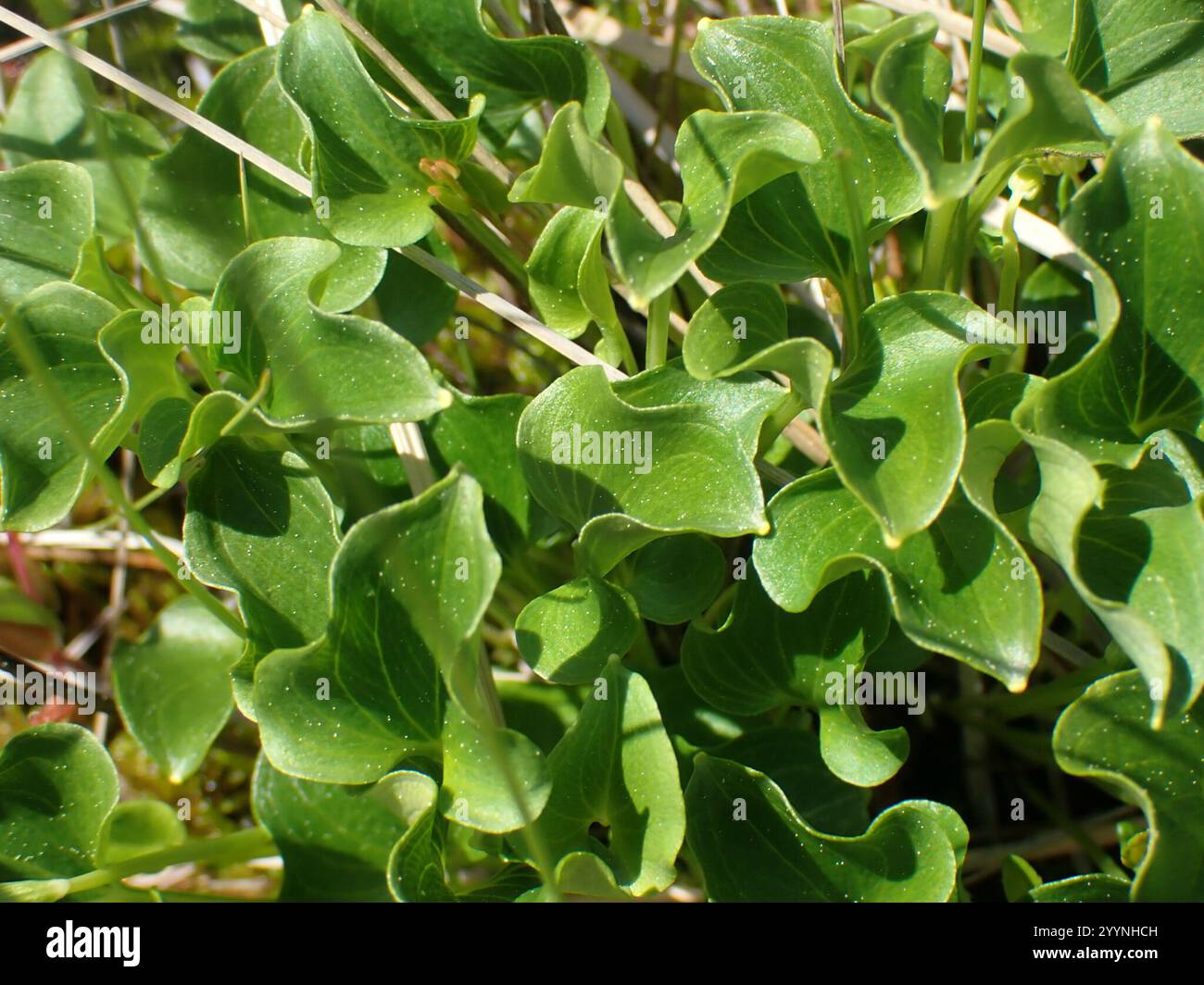 Fringed Grass of Parnassus (Parnassia fimbriata Stock Photo - Alamy