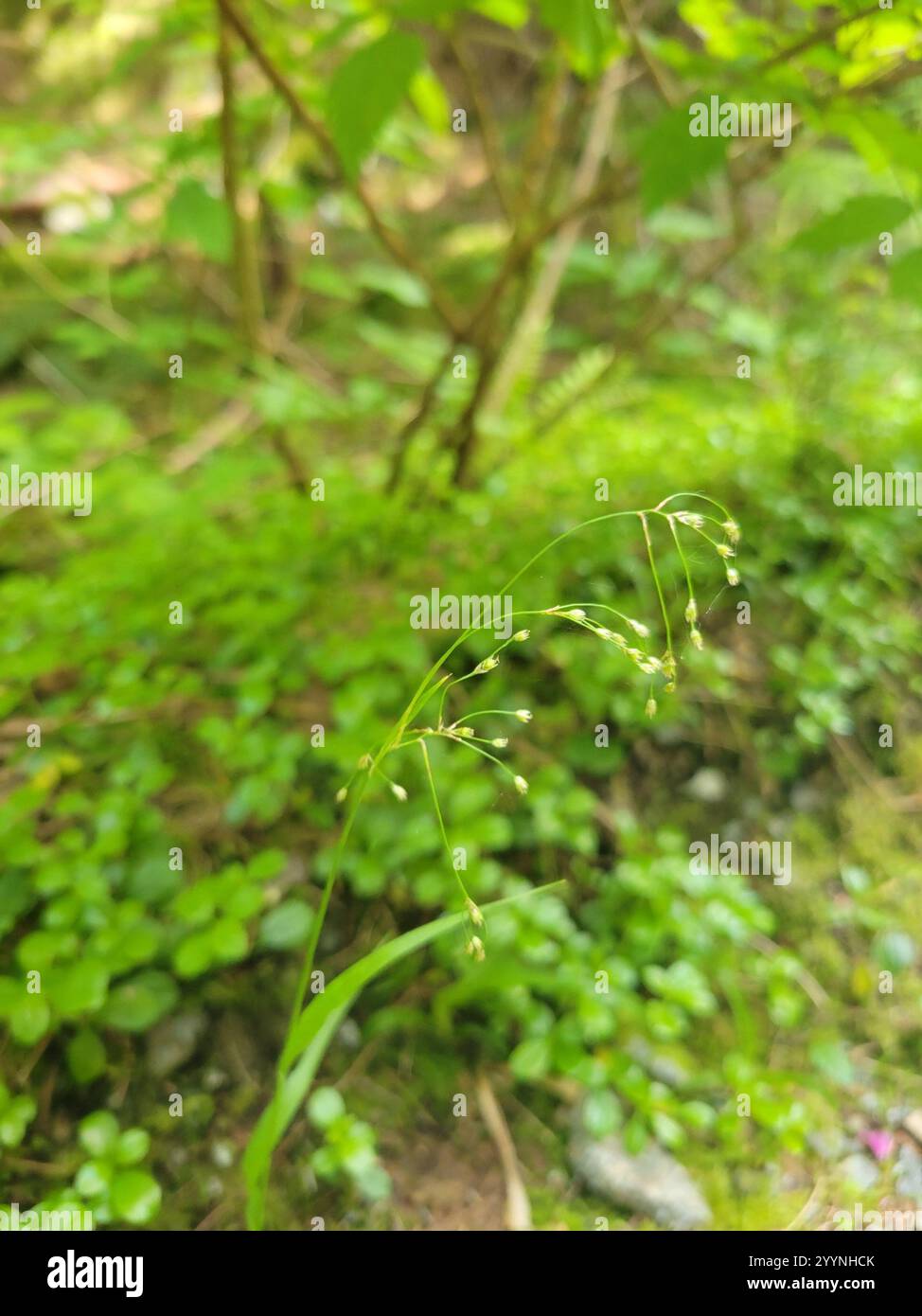 Small-flower Woodrush (Luzula parviflora Stock Photo - Alamy