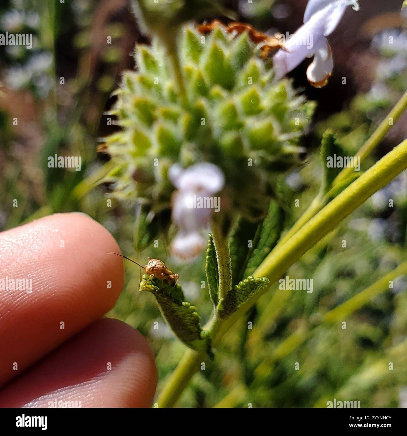 True Bugs (Heteroptera Stock Photo - Alamy