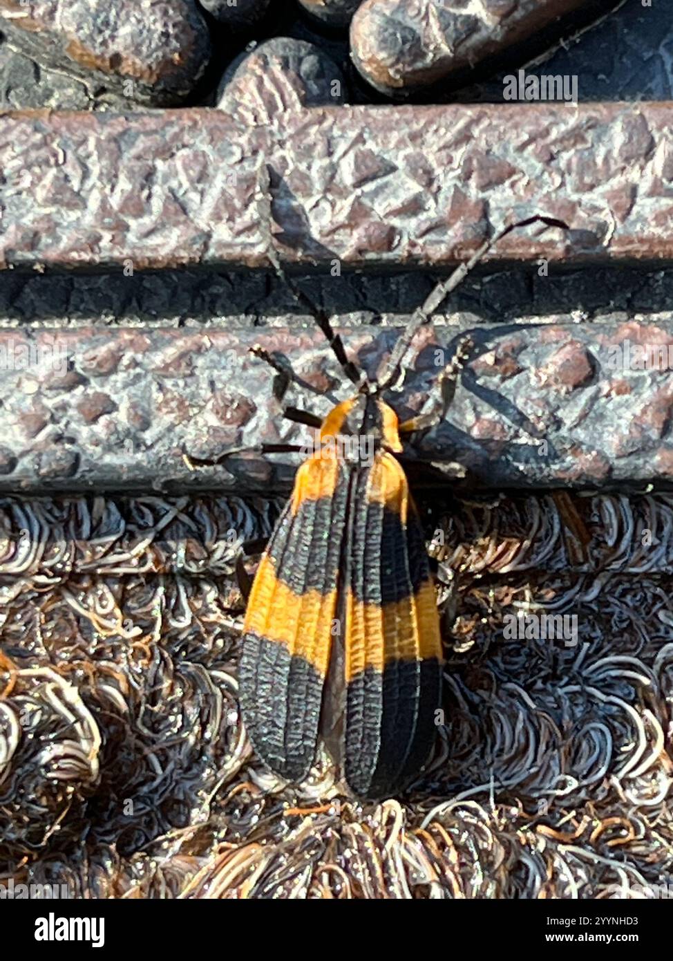 Reticulated net winged beetle hi-res stock photography and images - Alamy
