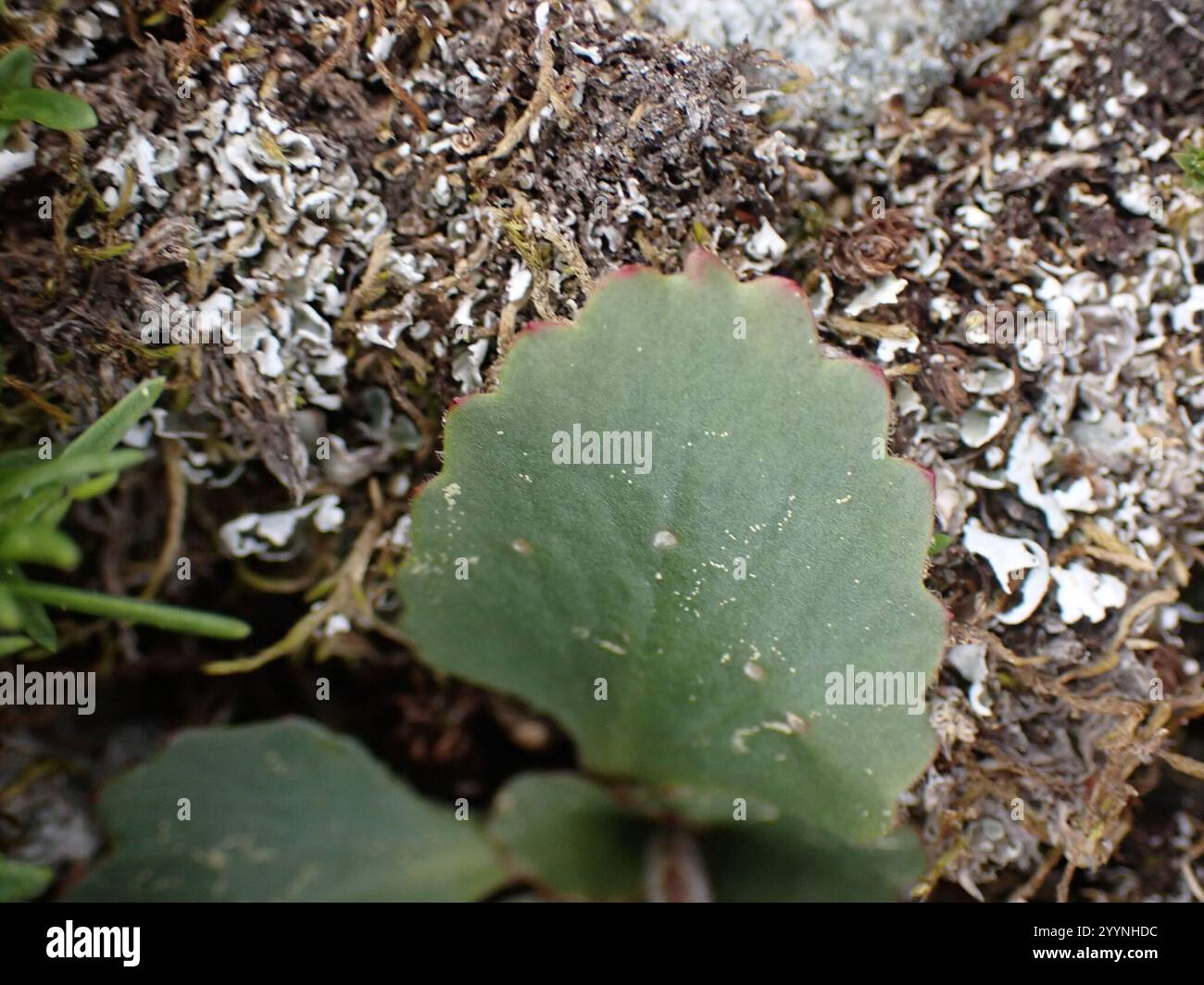 Western Saxifrage (Micranthes occidentalis Stock Photo - Alamy