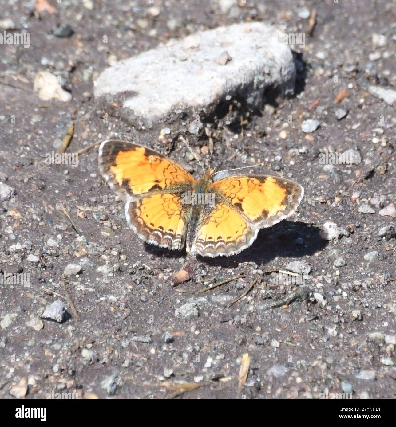 Northern Crescent (Phyciodes cocyta Stock Photo - Alamy