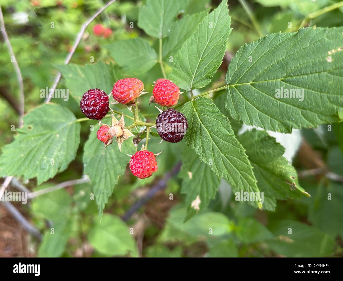 black raspberry (Rubus occidentalis Stock Photo - Alamy
