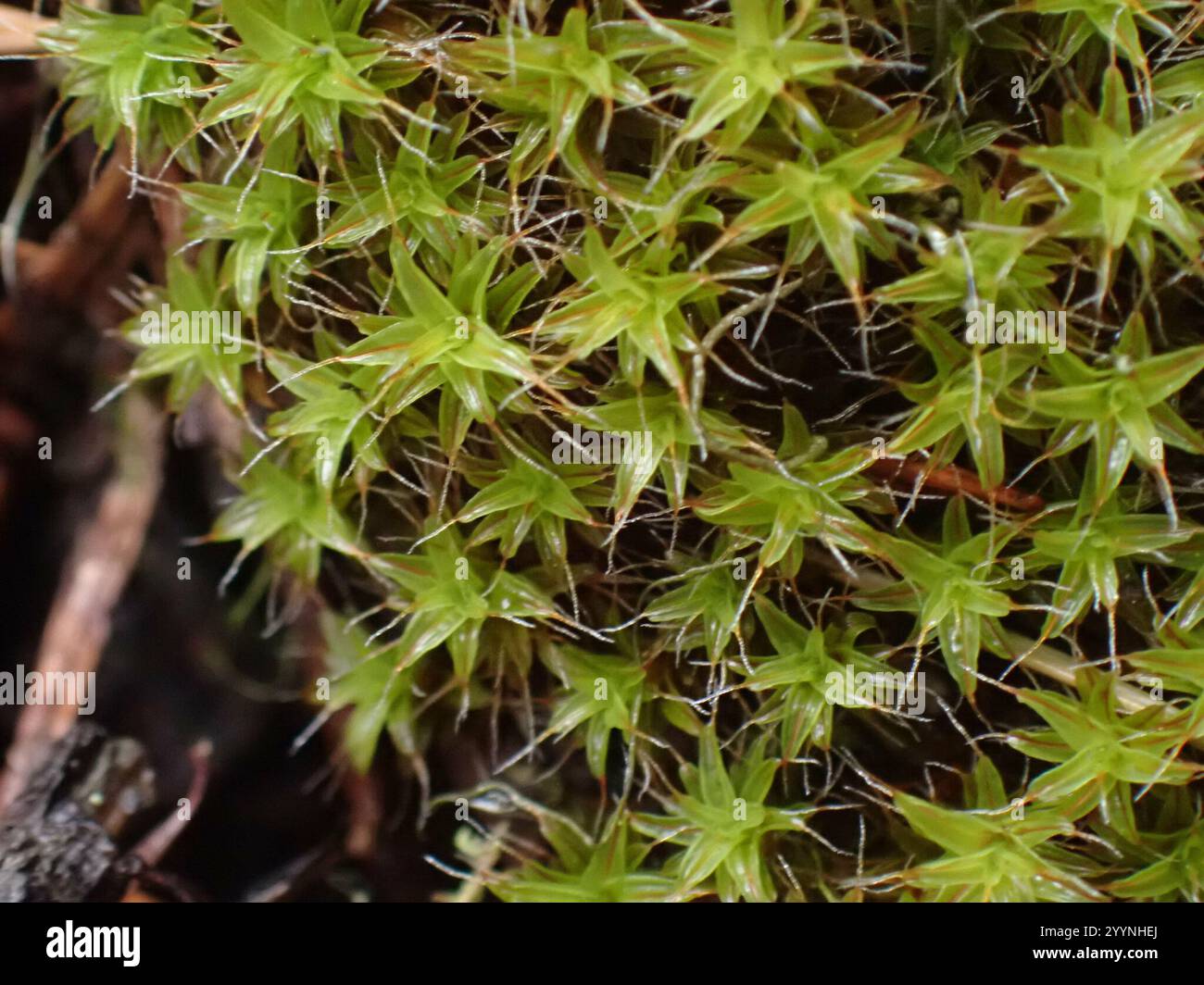 Syntrichia ruralis hi-res stock photography and images - Alamy