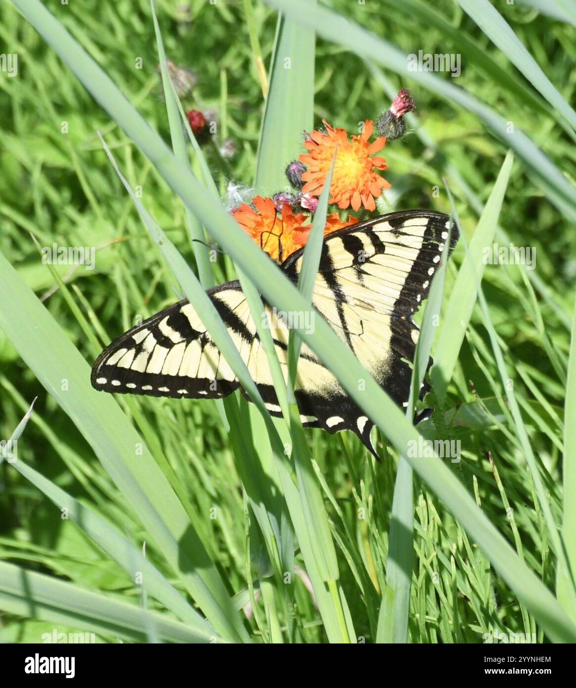 Canadian Tiger Swallowtail (Papilio canadensis Stock Photo - Alamy