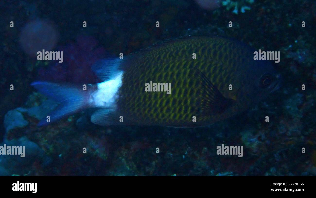 Stoutbody Puller (Chromis chrysura Stock Photo - Alamy