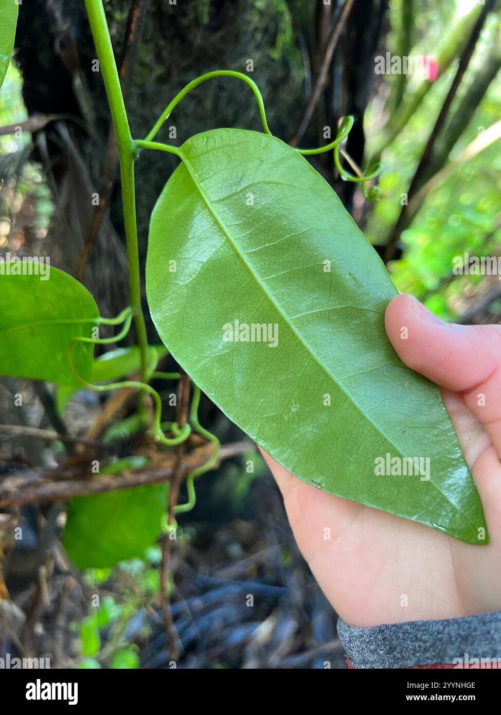 New Zealand passionflower (Passiflora tetrandra Stock Photo - Alamy