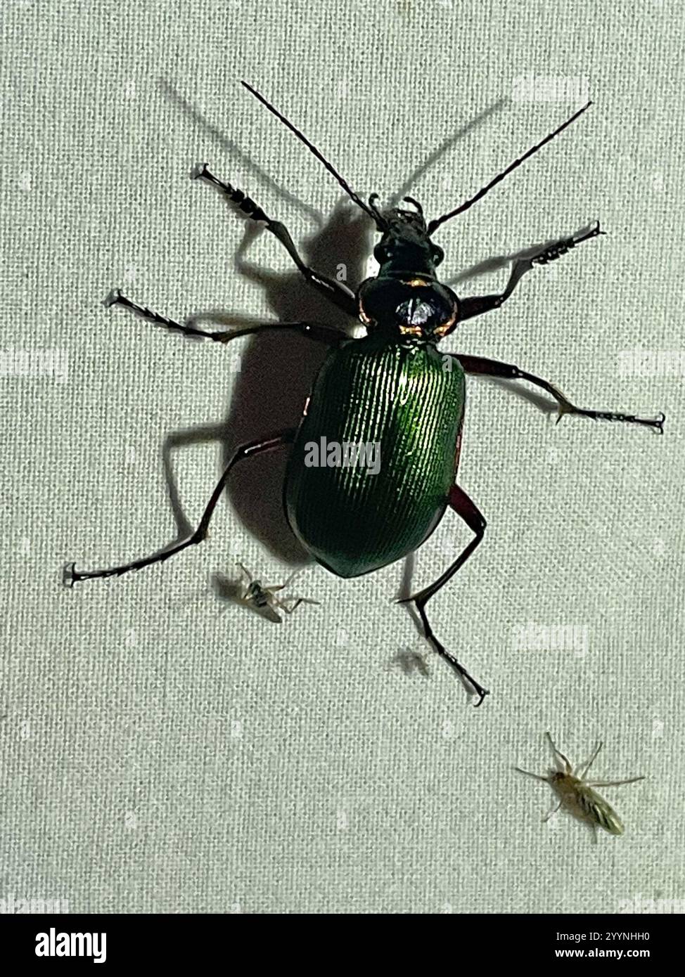 Fiery Searcher (Calosoma scrutator Stock Photo - Alamy