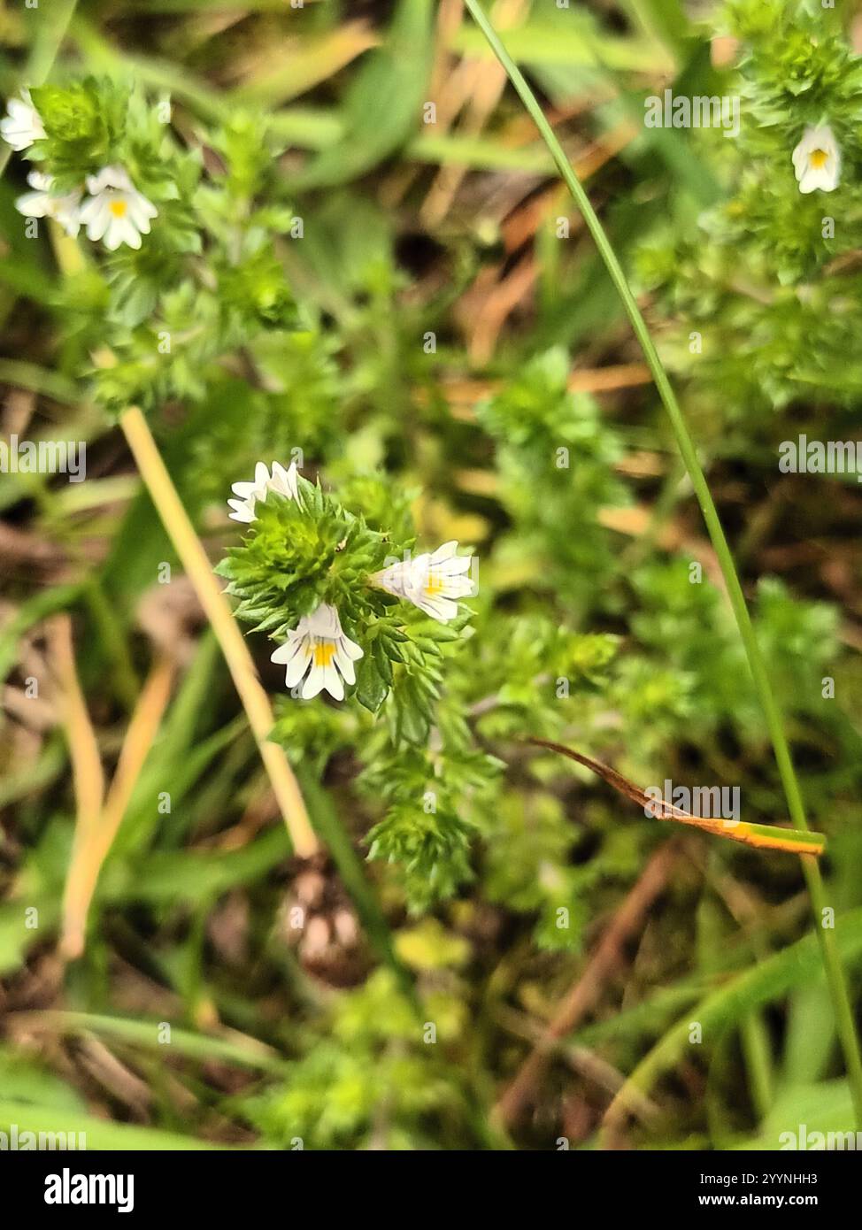 Common Eyebright (Euphrasia nemorosa Stock Photo - Alamy