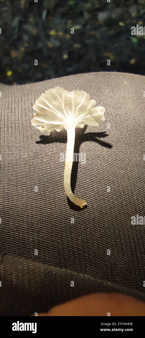 Delicatula integrella hi-res stock photography and images - Alamy