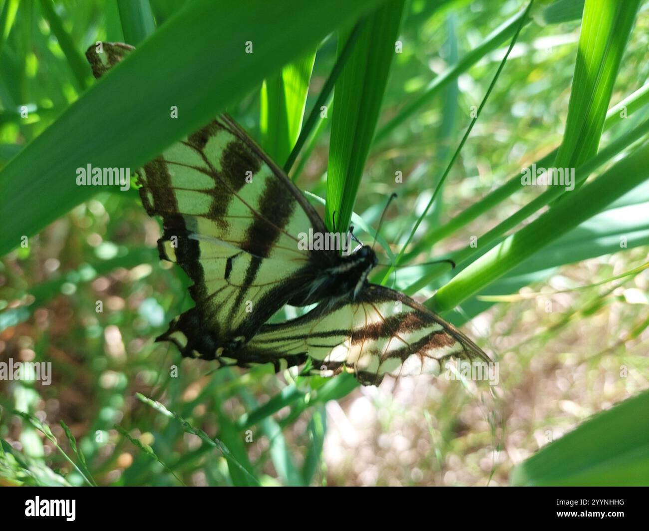 Canadian Tiger Swallowtail (Papilio canadensis Stock Photo - Alamy