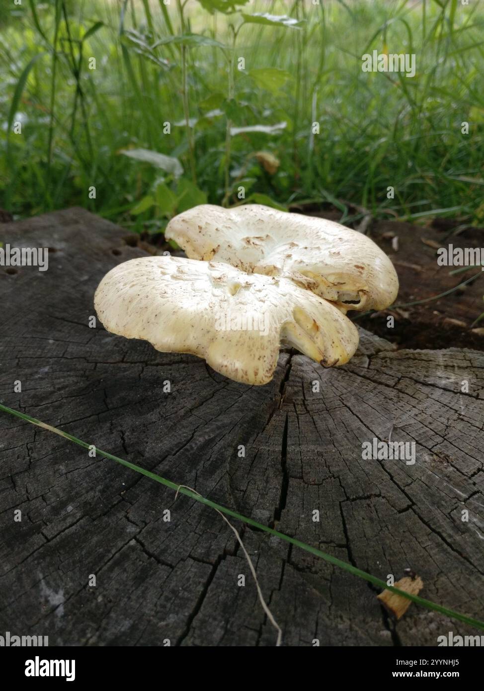 Trainwrecker (Neolentinus lepideus Stock Photo - Alamy