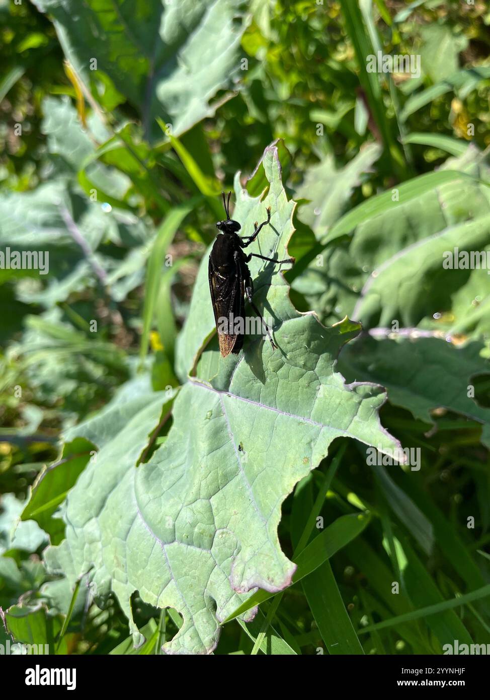 Clubbed Mydas Fly (Mydas clavatus Stock Photo - Alamy