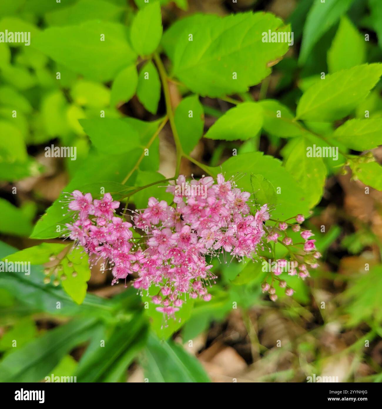 Japanese Spirea (Spiraea japonica Stock Photo - Alamy