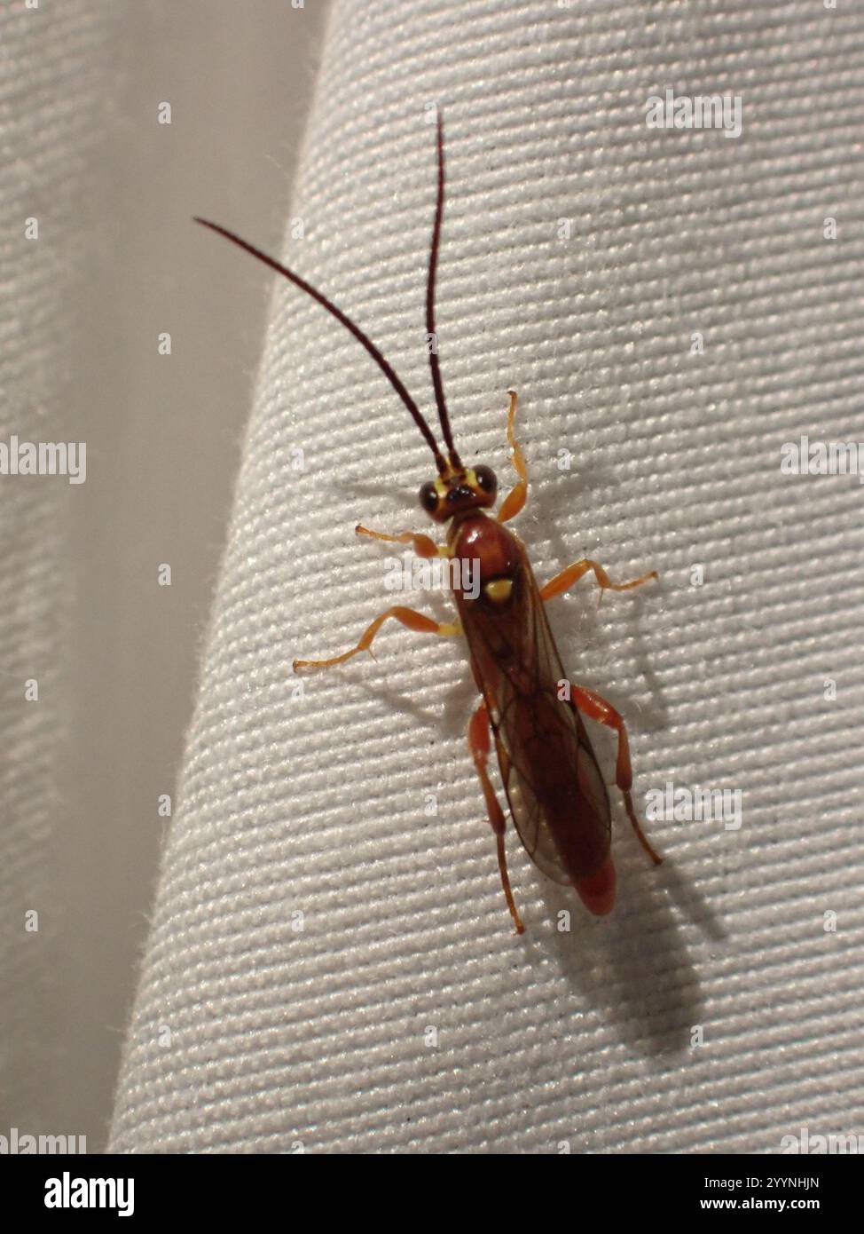 Ichneumonid and Braconid Wasps (Ichneumonoidea Stock Photo - Alamy