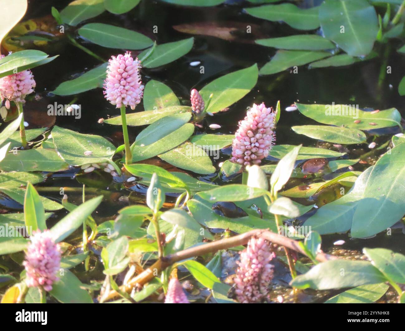 water smartweed (Persicaria amphibia Stock Photo - Alamy