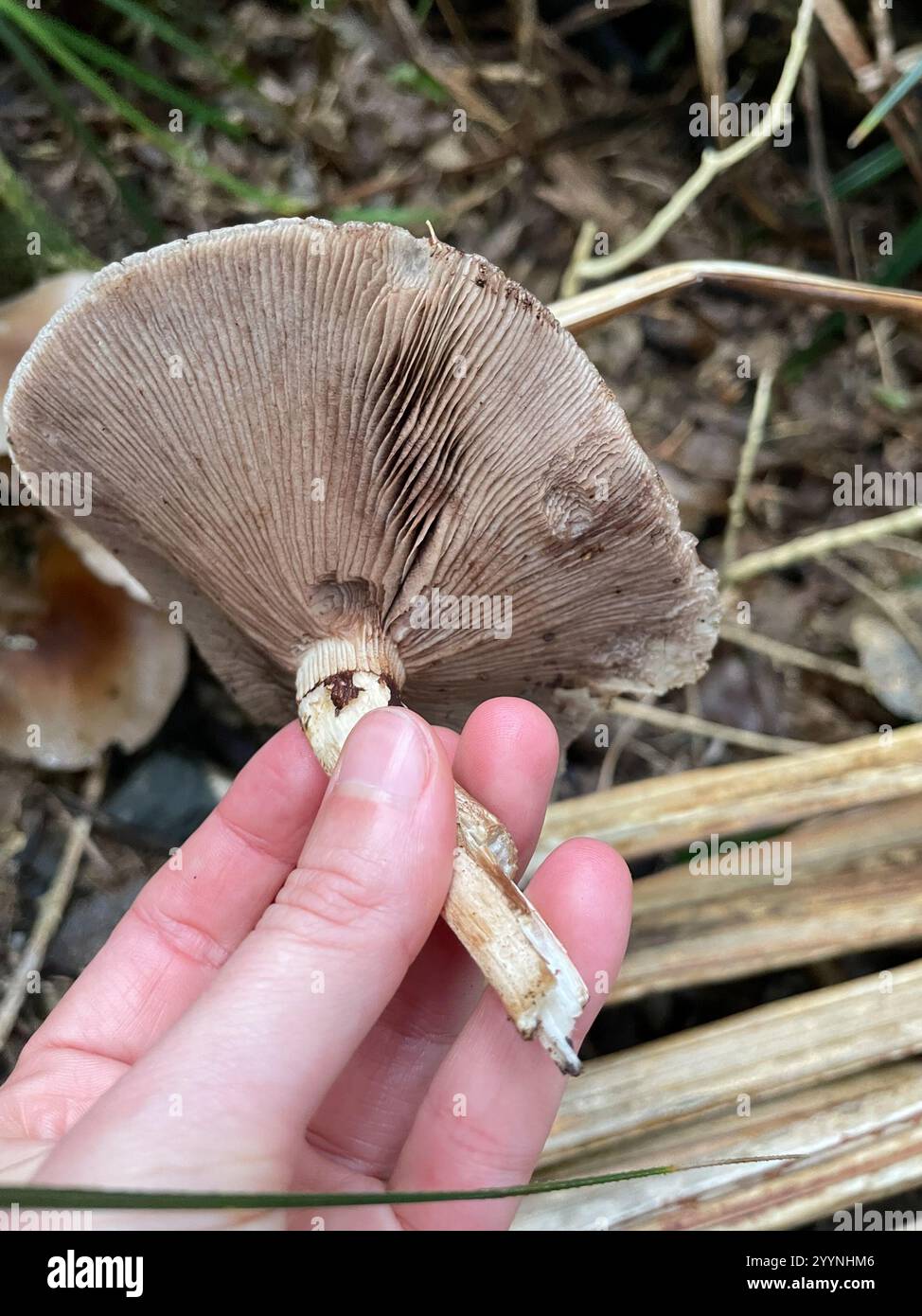 Tawaka (Cyclocybe parasitica Stock Photo - Alamy