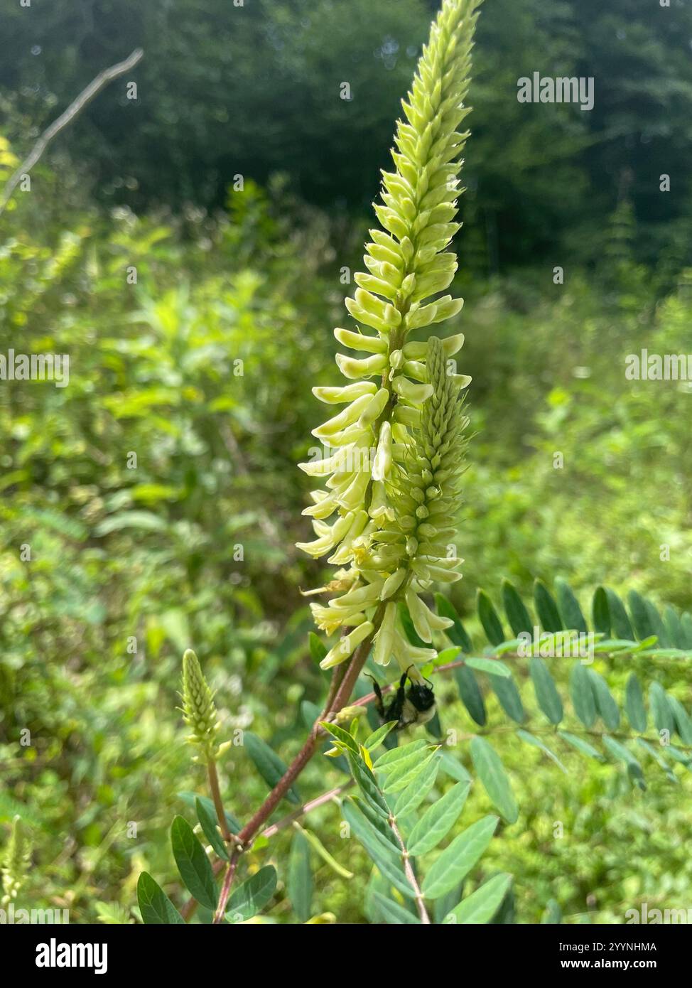 Canadian milkvetch (Astragalus canadensis Stock Photo - Alamy