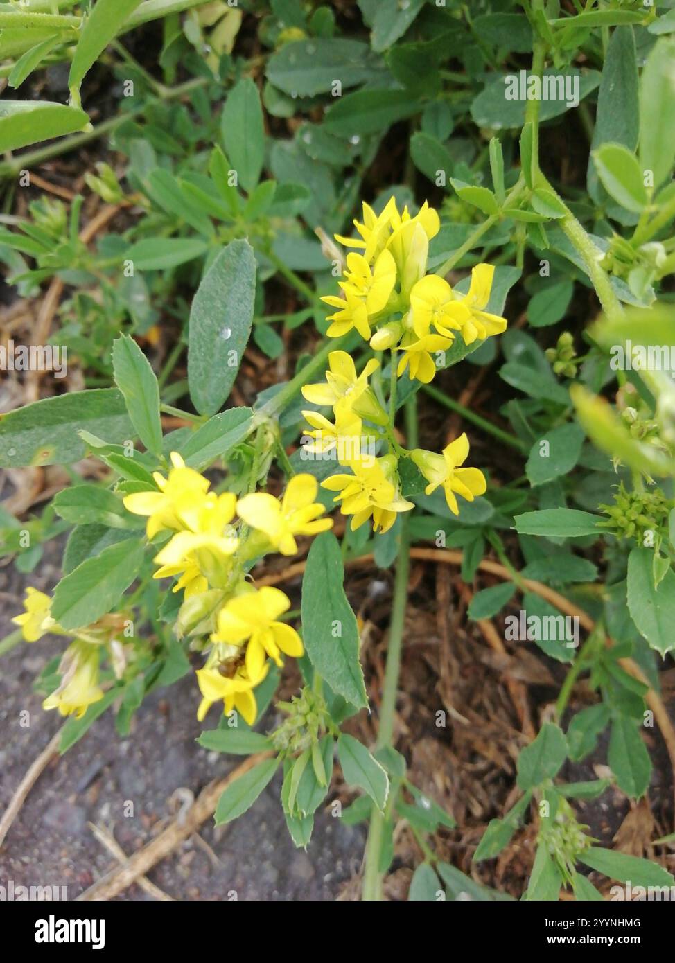 sickle alfalfa (Medicago falcata Stock Photo - Alamy