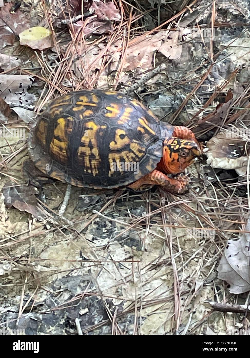 Eastern Box Turtle (Terrapene carolina carolina Stock Photo - Alamy