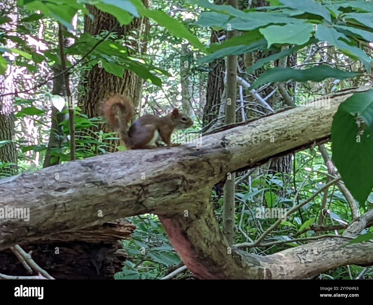 American Red Squirrel (Tamiasciurus hudsonicus Stock Photo - Alamy