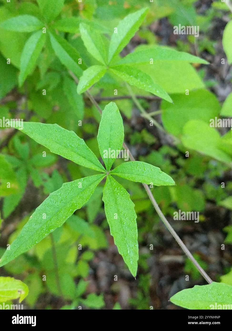 Rock Rosemary (Distimake quinquefolius Stock Photo - Alamy