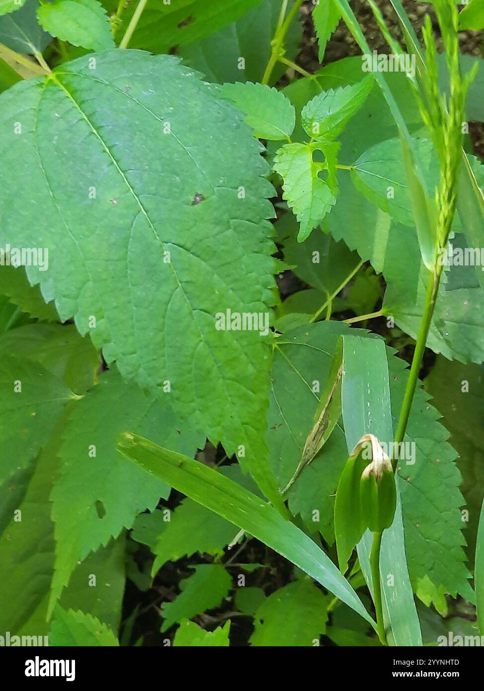 false nettle (Boehmeria cylindrica Stock Photo - Alamy