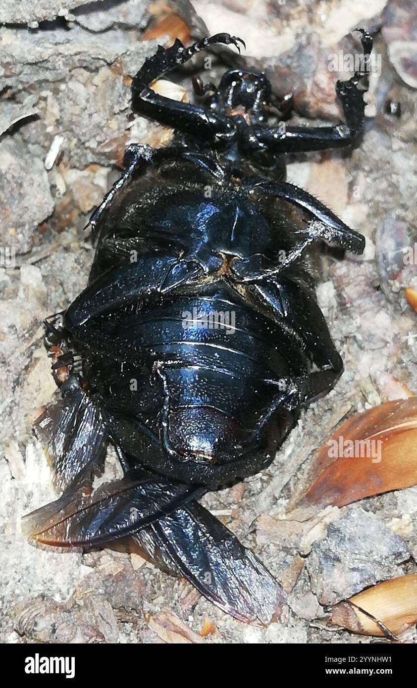 Typical Hermit Beetles (Osmoderma Stock Photo - Alamy