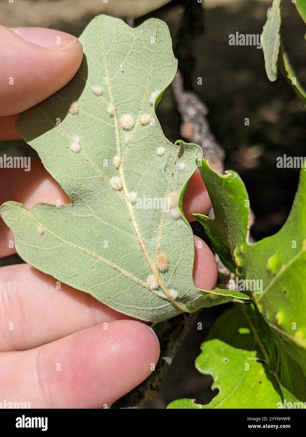 oak flake gall wasp (Neuroterus quercusverrucarum Stock Photo - Alamy