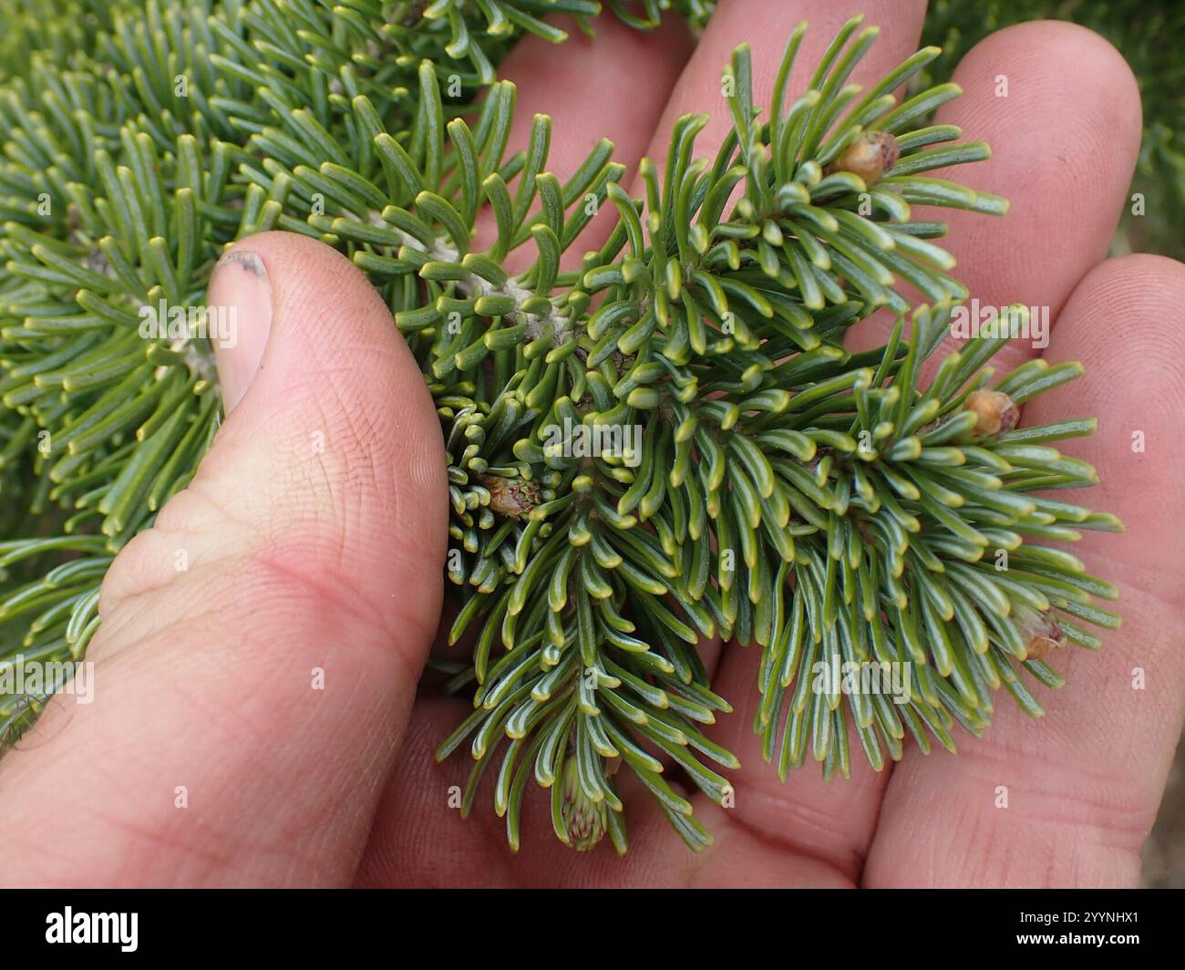 subalpine fir (Abies lasiocarpa Stock Photo - Alamy