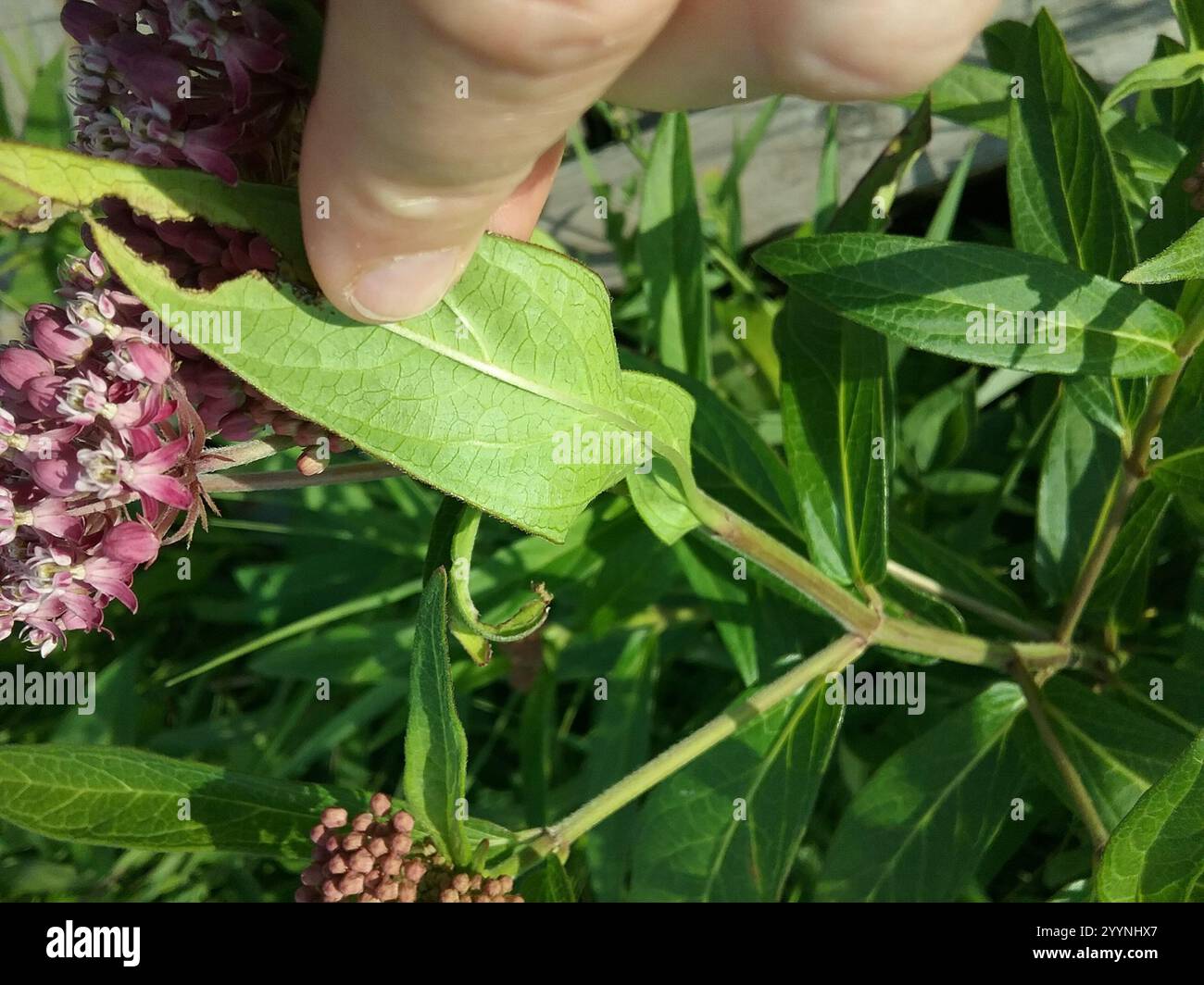 swamp milkweed (Asclepias incarnata Stock Photo - Alamy
